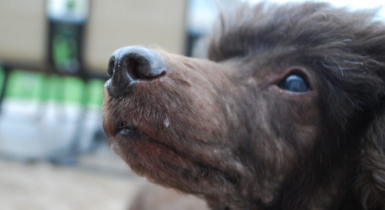 Blue and Cloudy Eyes In Dogs: Find Out What It Means - Proud Dog Mom