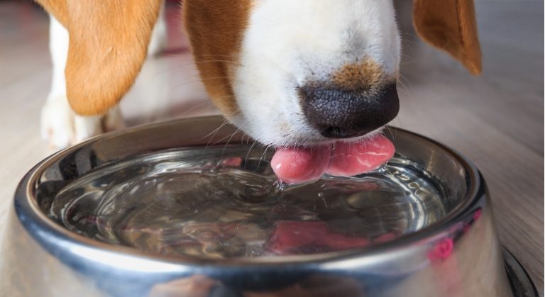Can My Dog Taste Different Foods and Flavors?