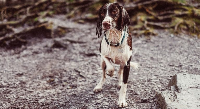What To Do If You Witness or Suspect Animal Cruelty