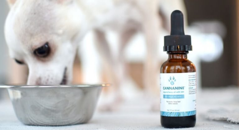 The Ultimate Guide To CBD Hemp Oil For Dogs - Proud Dog Mom