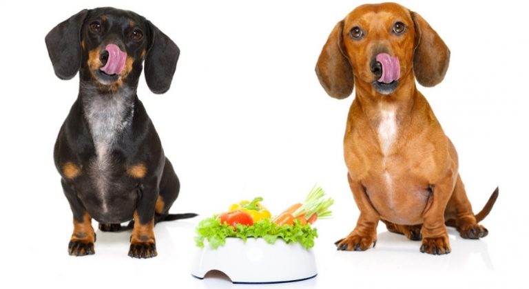7 Green Veggies That Dogs Can Eat (& How To Serve Them)