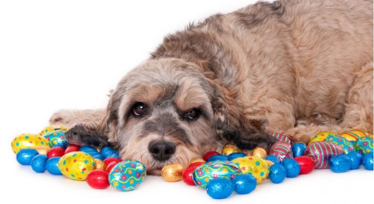 7 Ways To Keep Your Dogs Safe On Easter - Proud Dog Mom