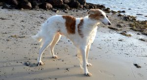 12 Dog Breeds With The Shortest Lifespans - Proud Dog Mom