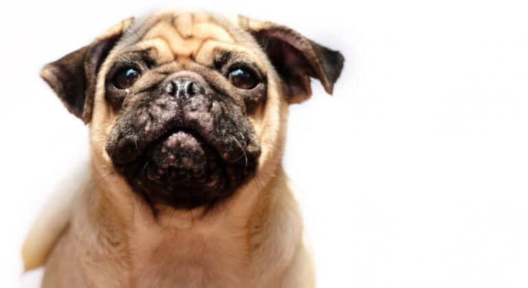 Can Dogs Get Pimples? What You Should Know About Canine Acne!