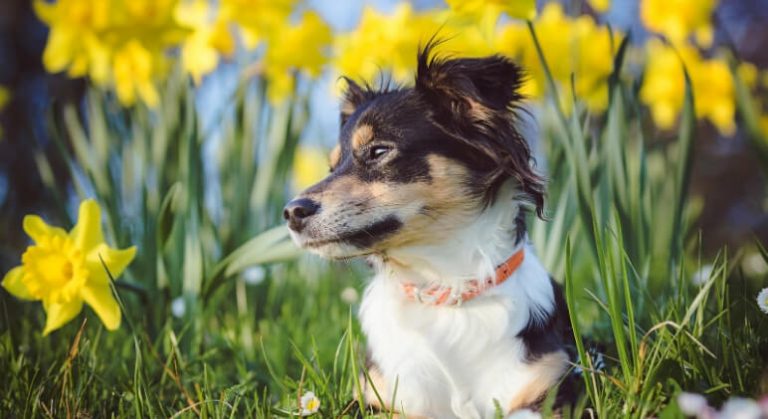 Top 13 Spring Safety Tips For Dogs - Proud Dog Mom