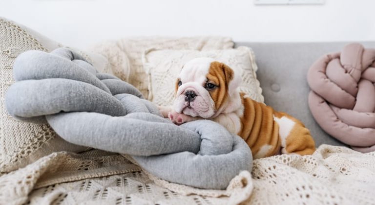 How to Survive the First 24 Hours with Your New Puppy - Proud Dog Mom