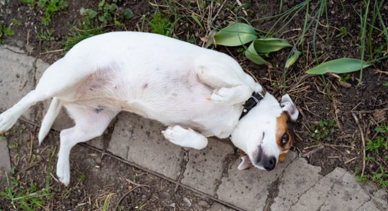 Understanding Dog Body Language - Proud Dog Mom