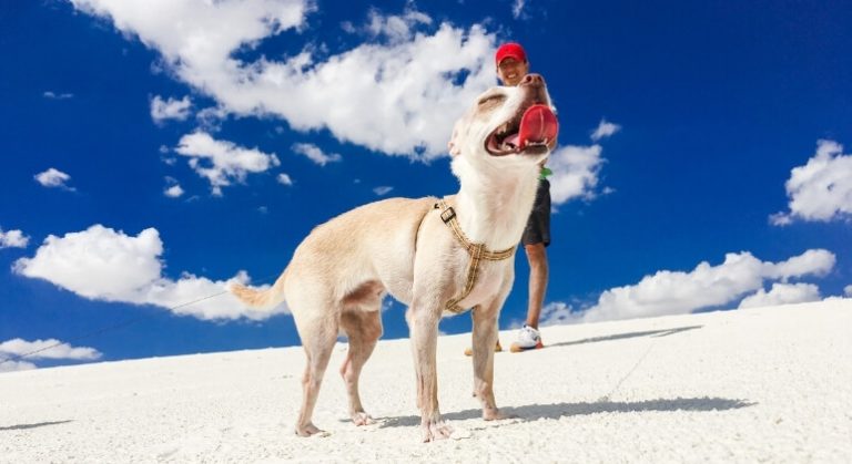 12 Common Dog Behaviors Explained - Proud Dog Mom