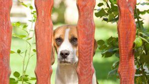 How to Stop Your Dog From Escaping the Backyard