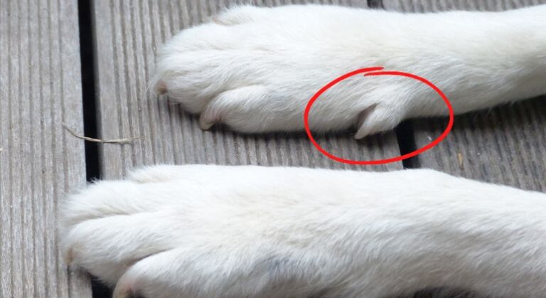 What are Dewclaws & Why Do Dogs Have Them?
