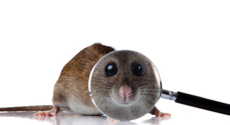 Rat Poisoning in Dogs: What Pet Parents NEED to Know