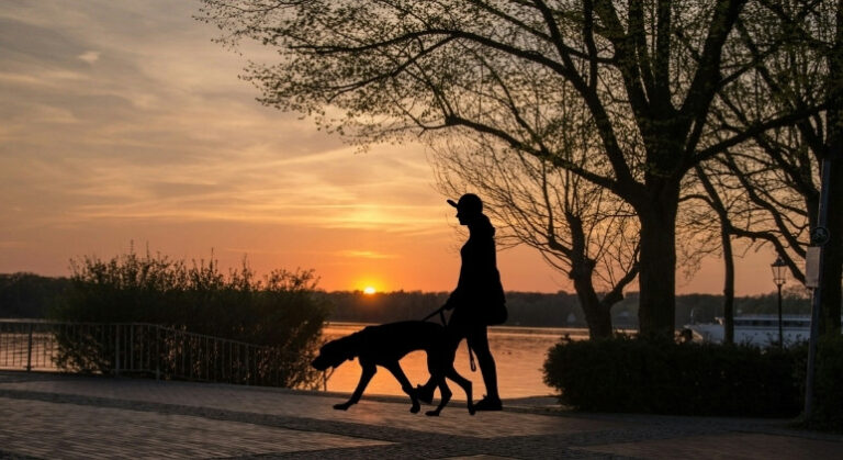9 Steps to Safer Dog Walks in the Dark - Proud Dog Mom