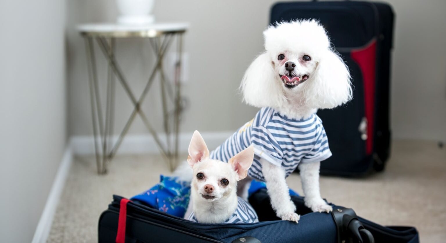 8 Tips for Planning a Successful Dog-Friendly Vacation - Proud Dog Mom