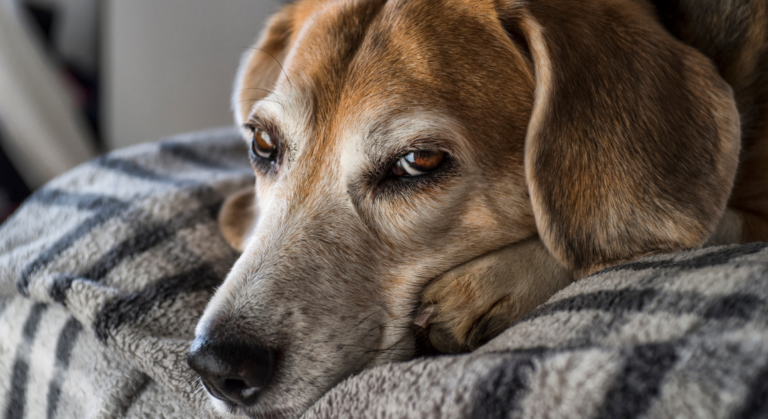10 Most Common Health Conditions in Dogs - Proud Dog Mom