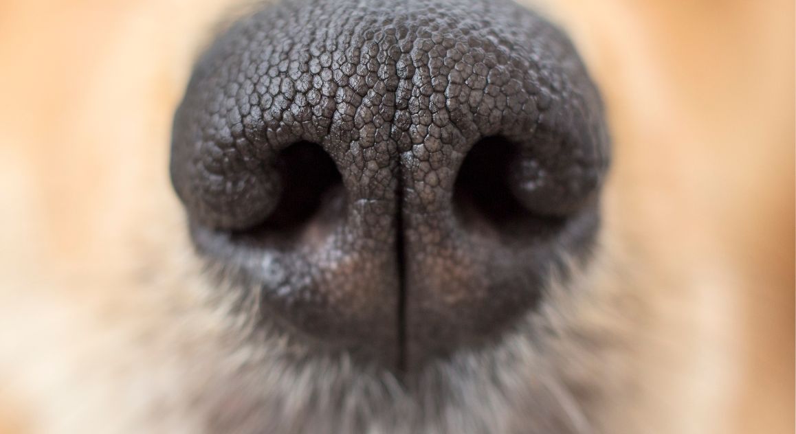 Why Is My Dog's Nose Wet or Dry? - Proud Dog Mom