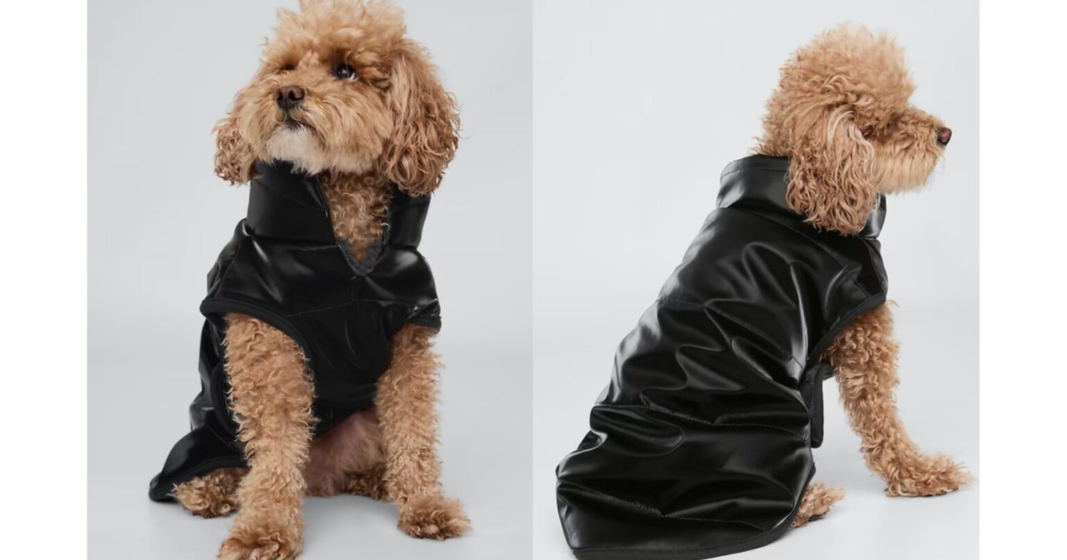 The Ultimate Gift Guide for Dog Lovers & Dogs