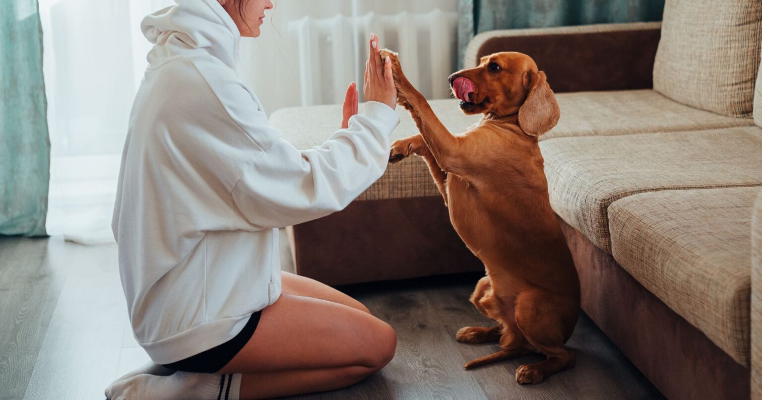 Our Articles Proud Dog Mom