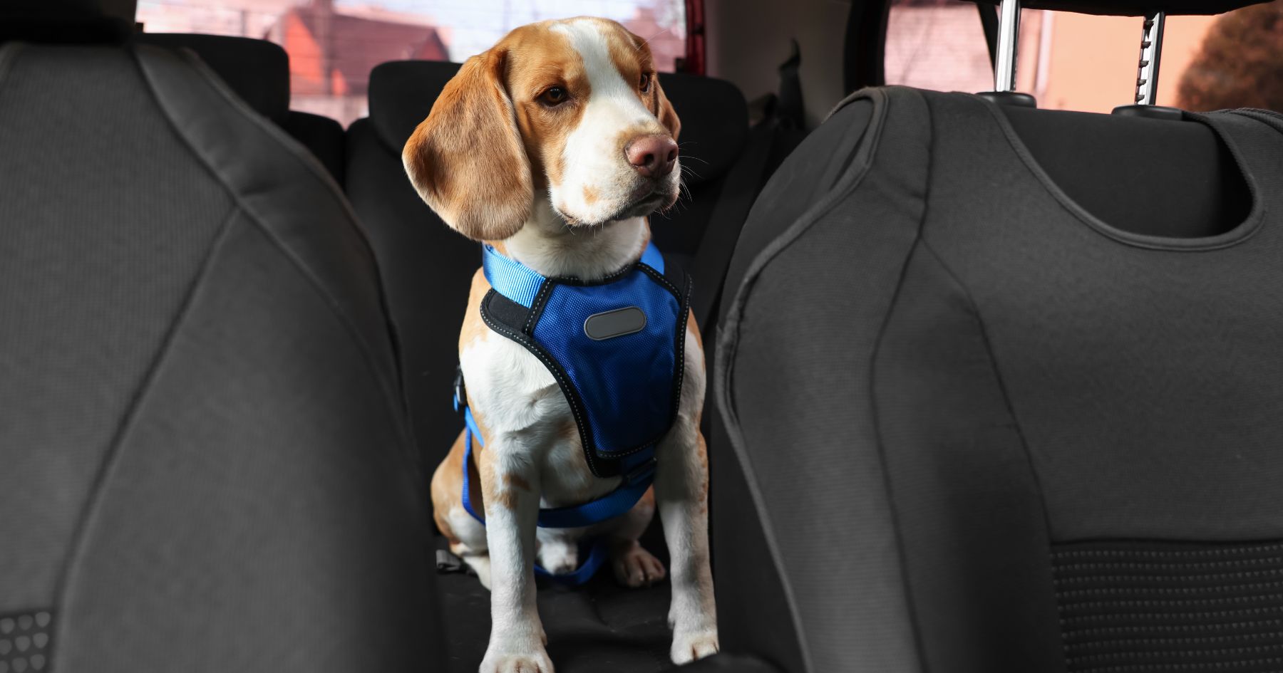 Buckle Up, Pup! Road Trip Safety & Essentials for Your Dog